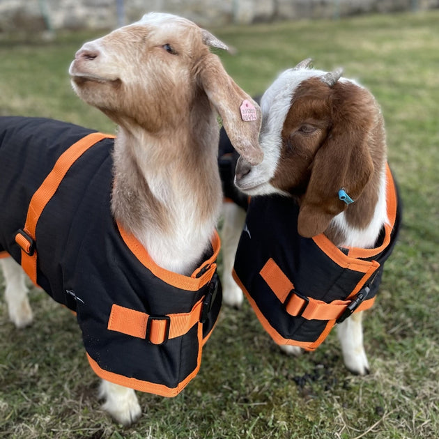Goat Coat & Kid Coat | Goat Jackets | AniMac Animal Wear