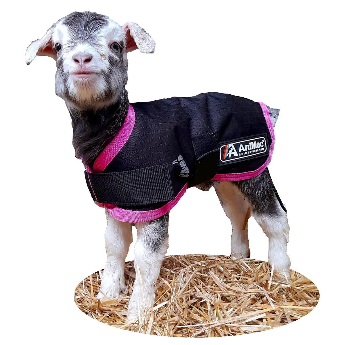 Goat Coat & Kid Coat | Goat Jackets | AniMac Animal Wear
